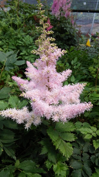 Astilbe Ice Cream